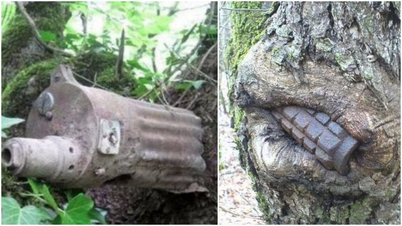 Weapons from WWII embeded into trees in Nevsky Pyatachok – Russia