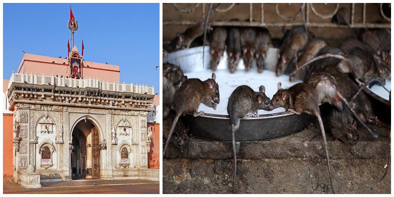 Karni Mata or "Temple of Rats" is a temple in India crawling with thousands of holy rats ...