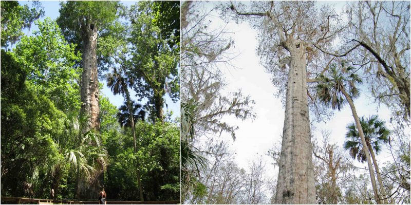 The biggest and oldest bald cypress tree in the world was burned to the ...