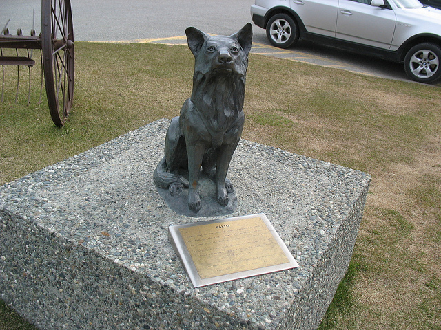 The Alaskan dog Balto became a legend for his bravery after a life-or ...