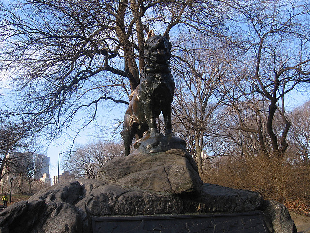 The Alaskan dog Balto became a legend for his bravery after a life-or ...