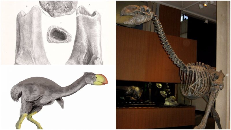 There used to be a real horse-sized duck - the Dromornis Stirtoni - The ...