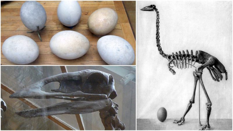 The elephant bird: Madagascar's extinct giant birds are considered the ...