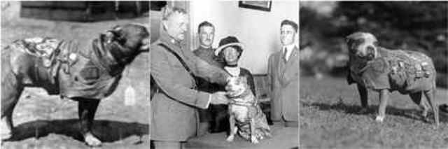 Sergeant Stubby - America's first war dog - The Vintage News