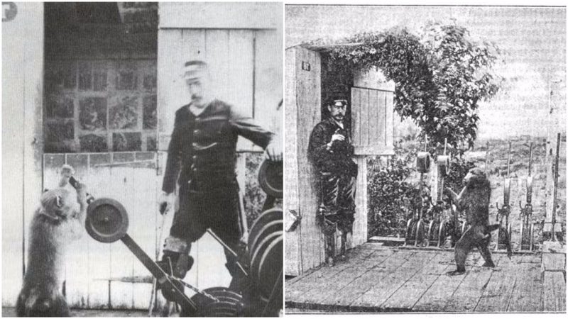 A baboon who was employed as a signalman on the railroads - never made ...