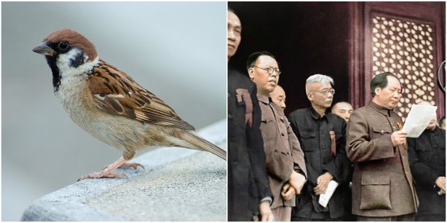 In 1958 Mao Zedong ordered all the sparrows to be killed because they ...