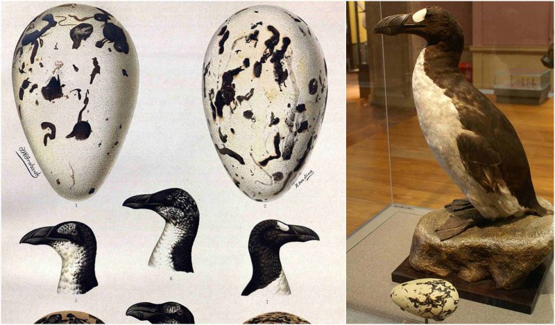 The last Great Auk, a 3 foot penguin-like animal, was killed by ...