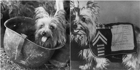 Smokey the Yorkshire Terrier - The tiniest war hero and the first ...
