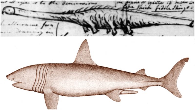 The Stronsay Beast: In 1808, a strange carcass washed ashore on the ...
