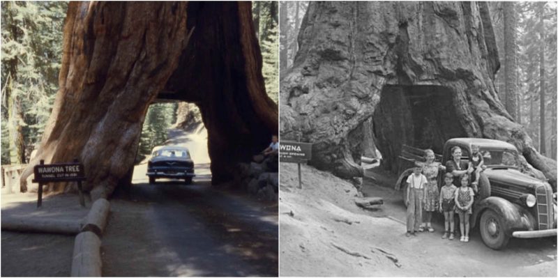The 2,300 year-old Wawona Tunnel Tree in Yosemite National Park - The ...
