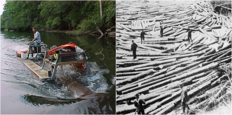 The beautiful virgin forests of North America - then the loggers came ...