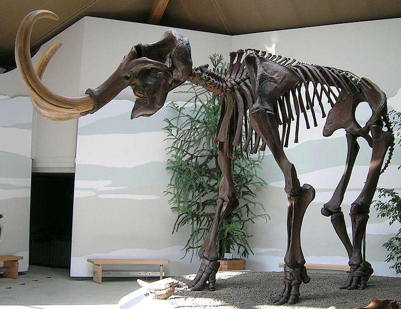 Mammoth Pit Traps Found Shed New Light on how Ancient Humans Hunted ...