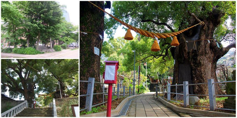 Hibaku Jumoku: The trees that survived the atomic bomb blast at ...