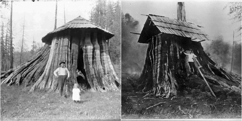 Trust us – Stump houses were a thing - The Vintage News