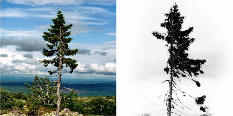 The 9,550-year-old Norwegian Spruce – Old Tjikko - The Vintage News