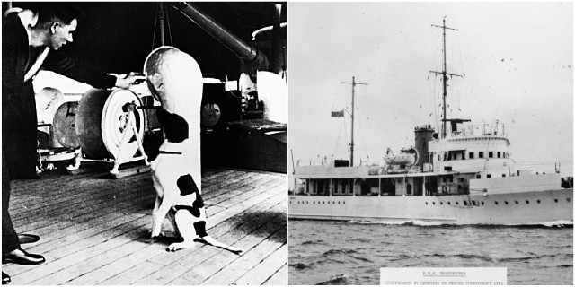 Meet Judy- the dog which was an official war prisoner - The Vintage News