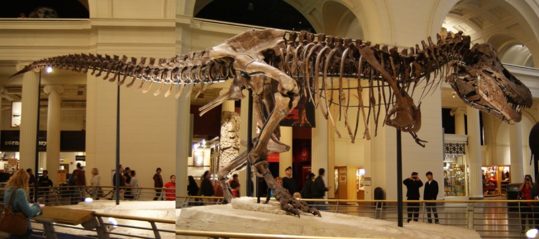 Sue is the largest, best preserved and most complete T-Rex fossil ever ...