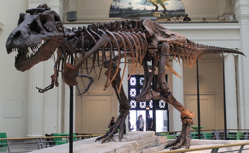 Sue is the largest, best preserved and most complete T-Rex fossil ever ...