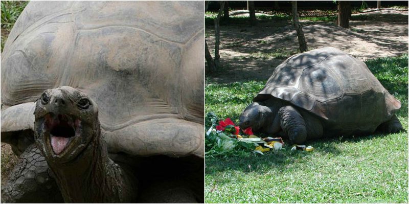 Harriet, the Galapagos tortoise, lived to be 175 and was reportedly ...