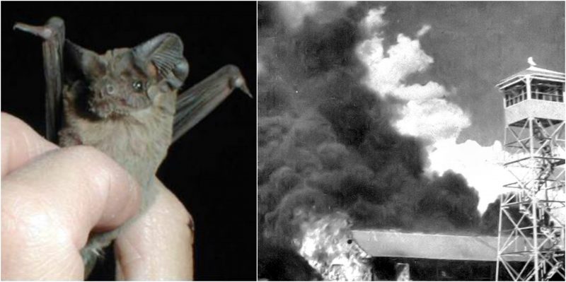 The experimental Bat Bombs: Incendiary bats deployed from a bomber ...