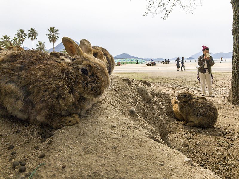 Okunoshima: The dark story behind Japan’s “Rabbit Island” - The Vintage ...