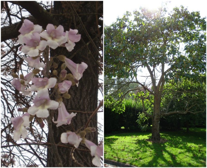 Paulownia is also known as the ‘princess tree’ because it was once ...