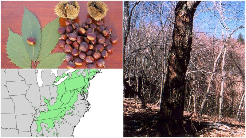 Over three billion American chestnuts died during the chestnut blight ...