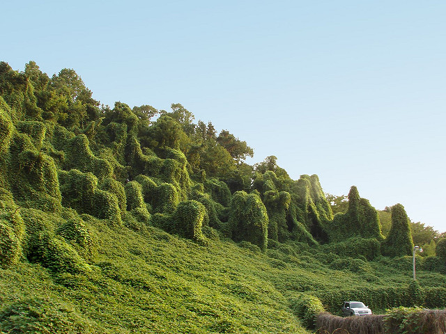 Meet Kudzu or The Vine that Ate the South- Apocalyptic photos capture ...