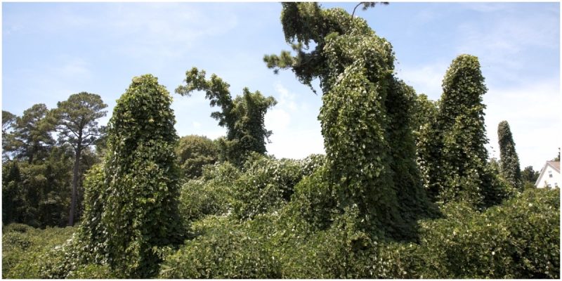 The Vine that ate the south: The invasive plant, Kudzu is swallowing ...