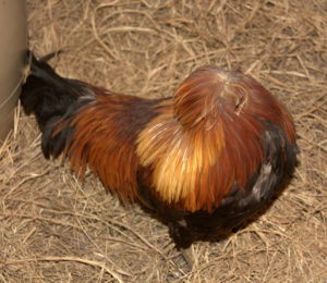 The chicken that lived for 18 months without a head