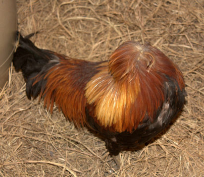 The chicken that lived for 18 months without a head