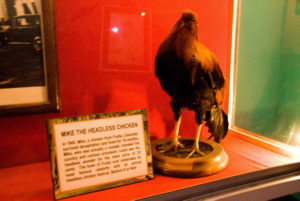 The chicken that lived for 18 months without a head