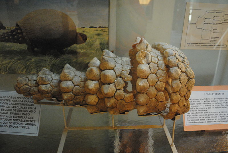 Ancient humans hunted the Glyptodon, a massive armadillo, to turn its ...