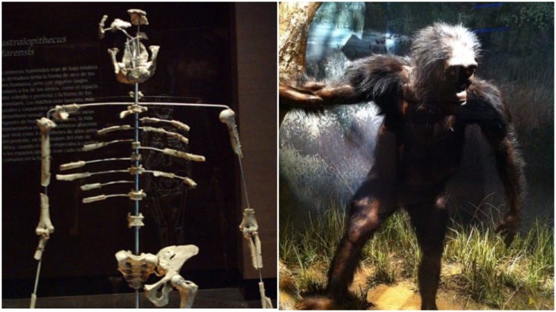 Lucy Australopithecus: A female skeleton estimated to be 3 million ...