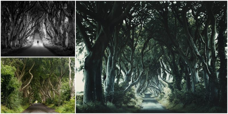 The Dark Hedges: The long, creepy, ominous tunnel of Northern Ireland