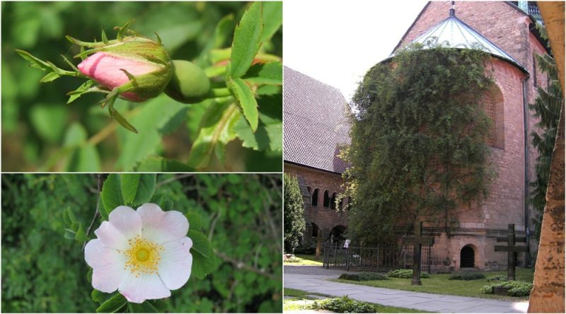 The Rose of Hildesheim: A thousand-year rose that’s believed to be the ...