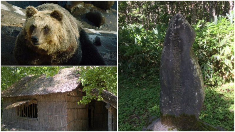 The Sankebetsu brown bear incident of 1915 was the worst bear attack in ...