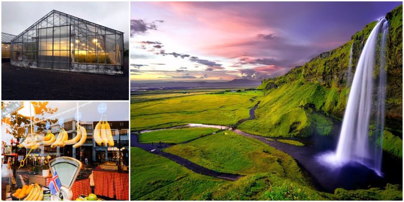 Fruit Noir: Iceland made a serious attempt to become a major exporter ...