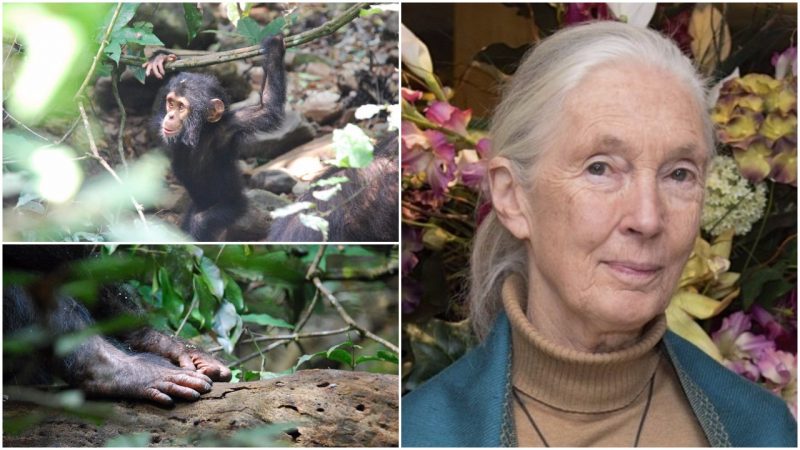 The Gombe War of Tanzania: A four-year-long guerrilla war between two ...