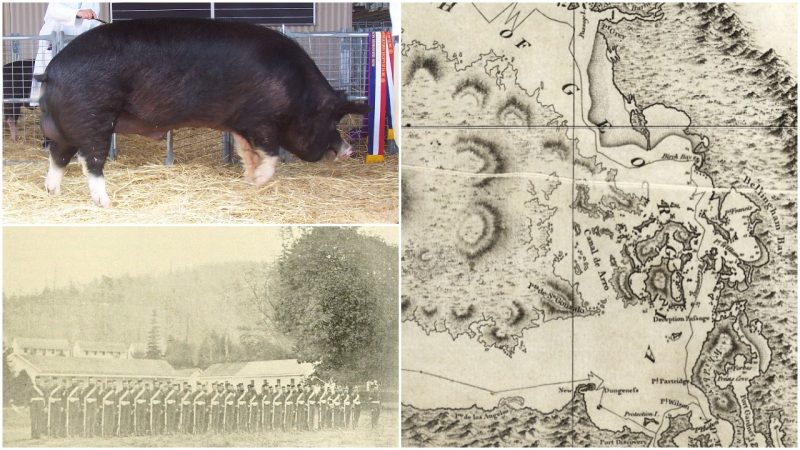 How a pig that loved potatoes brought England and U.S. to brink of war ...