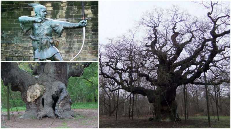 As legend has it, Major Oak, one of the largest oak trees in England ...