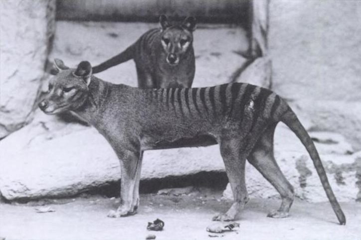 Meet Benjamin- The last Tasmanian tiger was left out in the cold to die ...