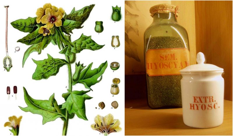 Henbane: Egyptians smoked it, witches used it for "flying ointment ...