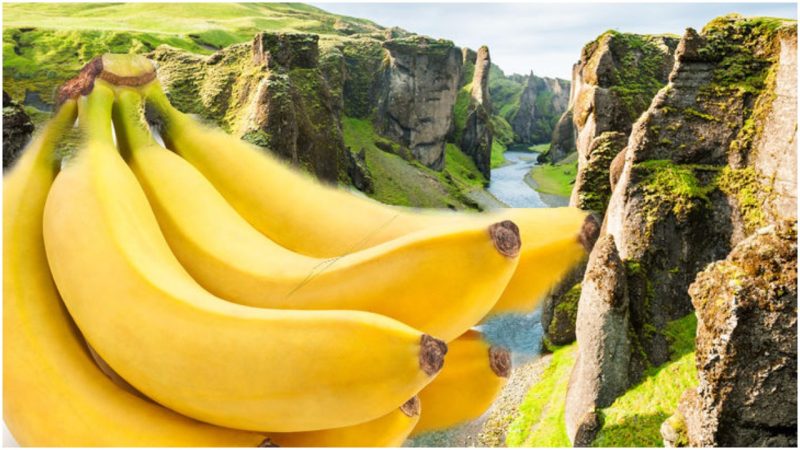 Fruit Noir: Iceland made a serious attempt to become a major exporter ...