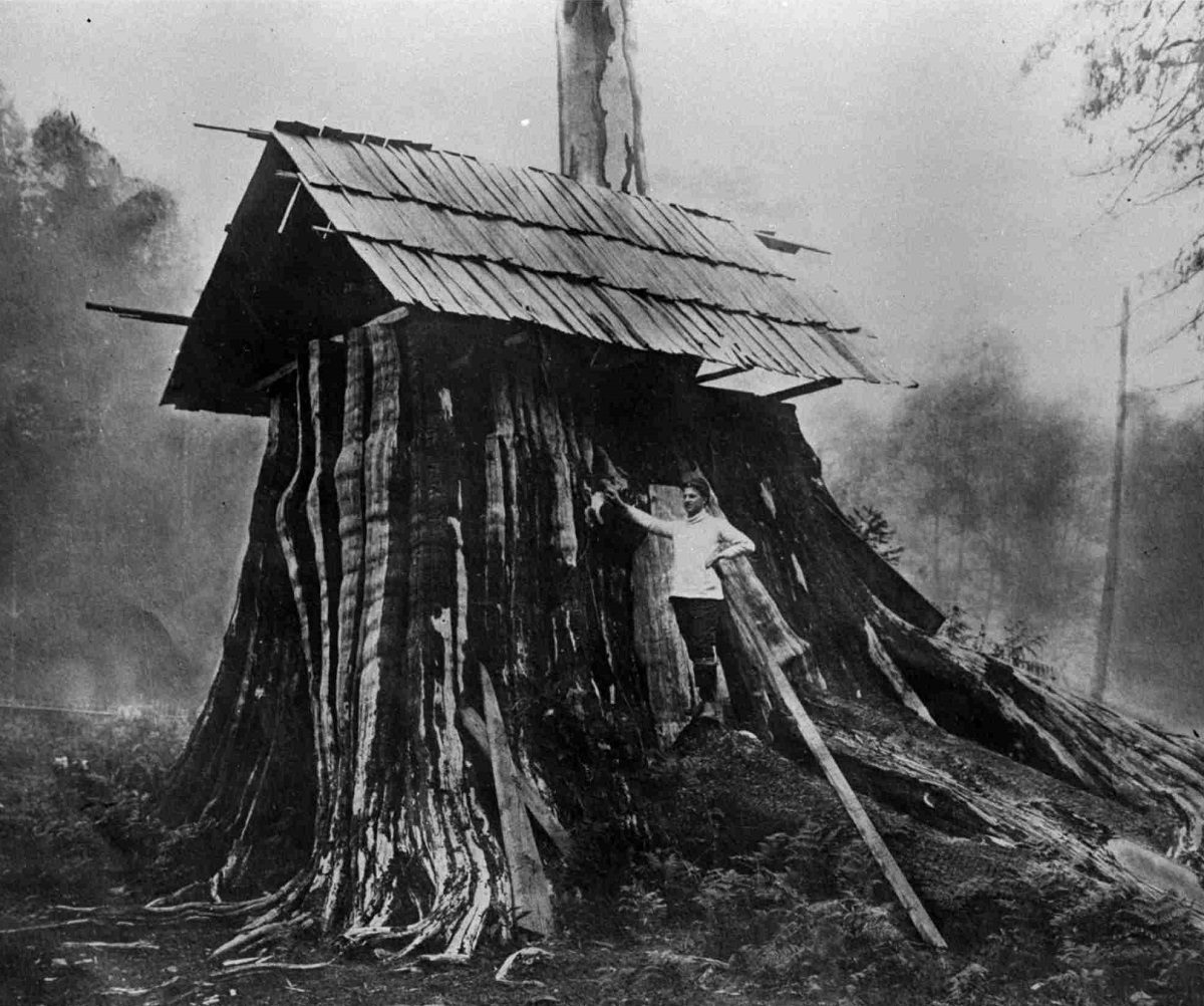 New Settlers to the Pacific Northwest Lived in Ingenious Tree Stump ...