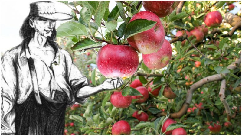 Johnny Appleseed: His trees invigorated the early frontier but his life ...