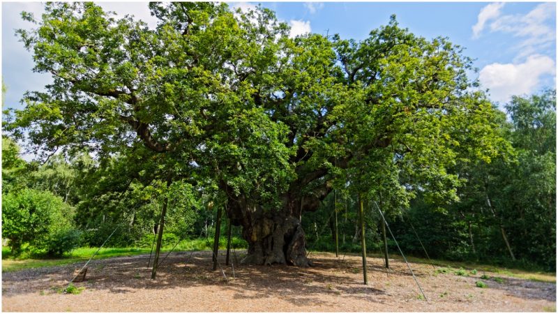 As legend has it, Major Oak, one of the largest oak trees in England ...