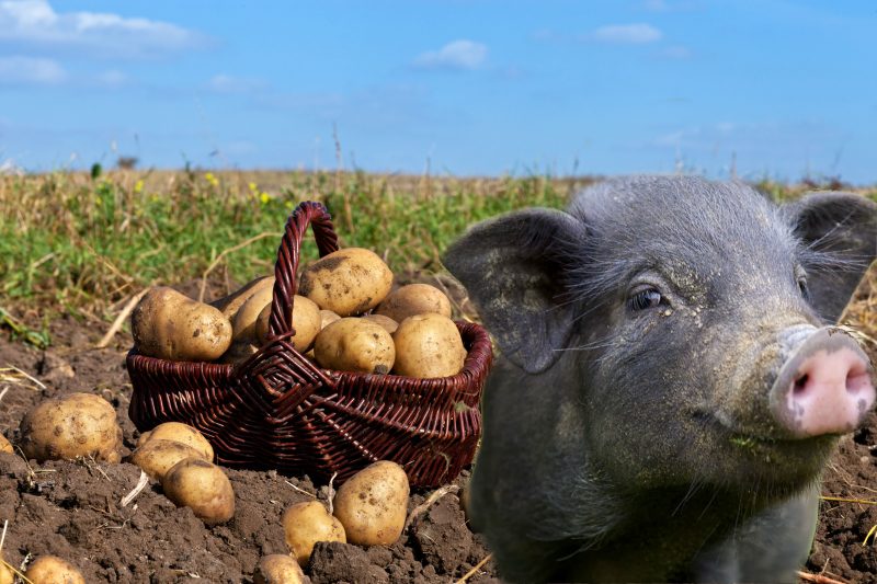 How a pig that loved potatoes brought England and U.S. to brink of war ...