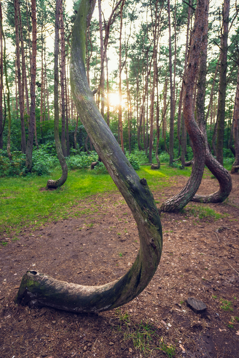 The Mystery of the Crooked Forest - The Vintage News