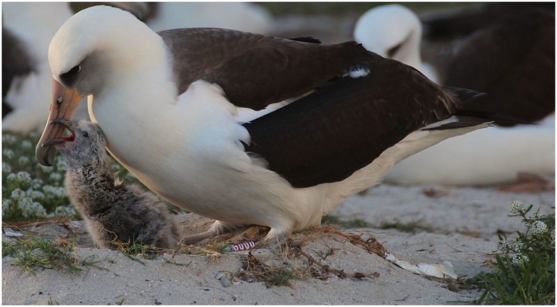 Wisdom, the world's oldest known albatross, is still breeding at age 67